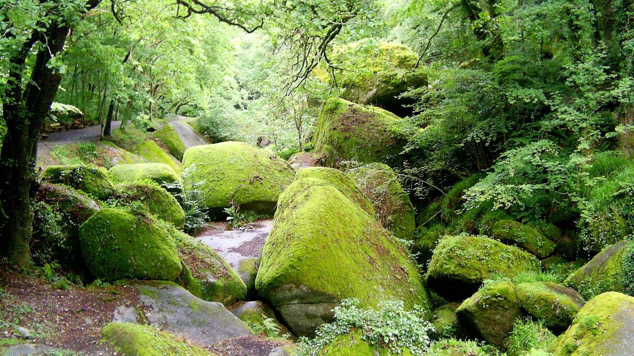 La Forêt de Brocéliande - RTBF Actus