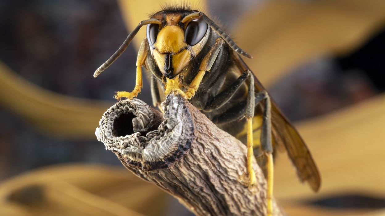 Pompiers et apiculteurs traquent les frelons asiatiques qui vivent plus ...