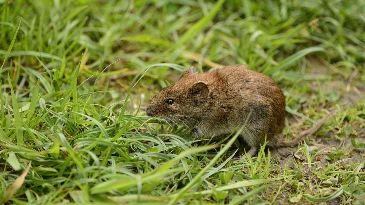 Les campagnols, ces rongeurs qui déciment les plantes et les légumes au ...