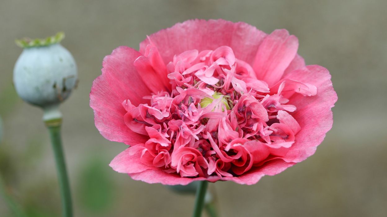 La culture des saxifrages au jardin : tout ce que vous devez savoir ...