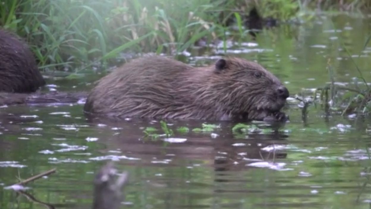 'Mission castor' : un documentaire sur la réintroduction du castor en ...