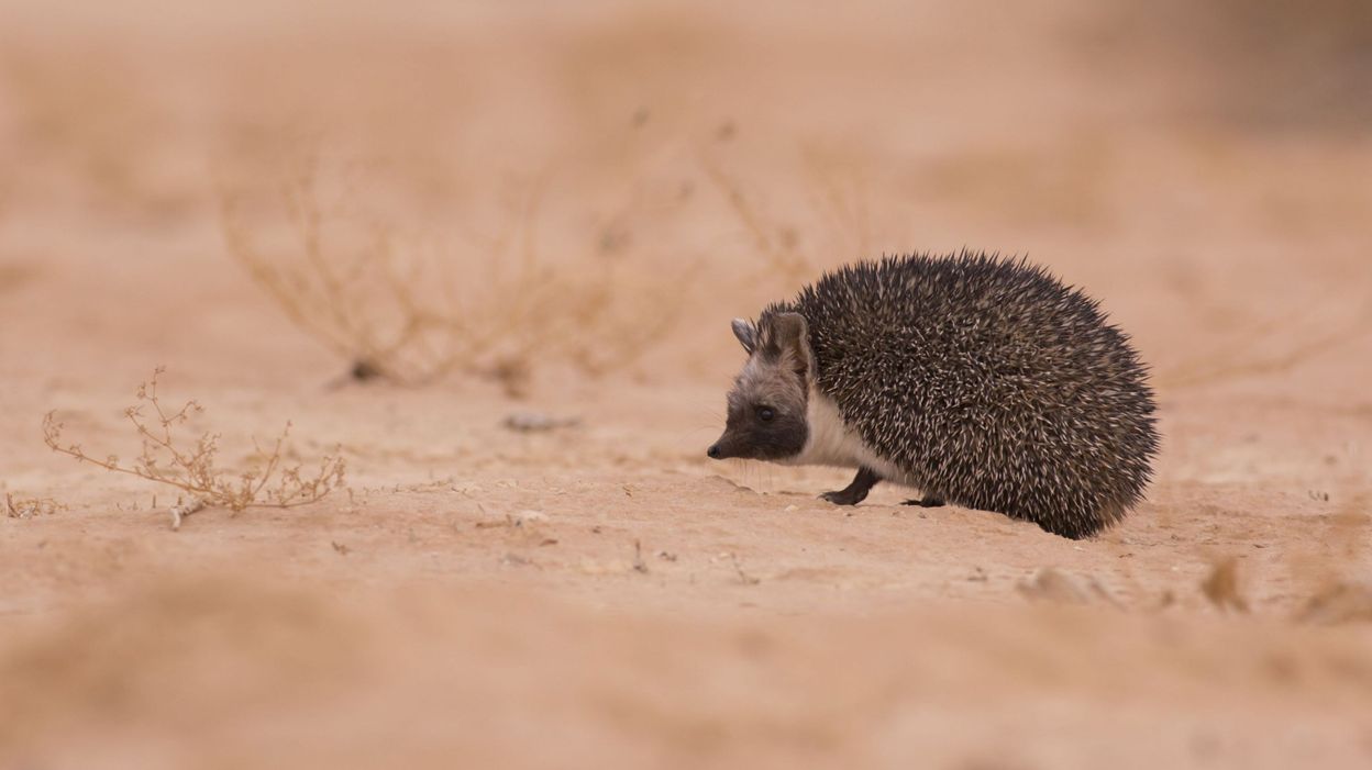 Découvrez les animaux du Qatar - RTBF Actus