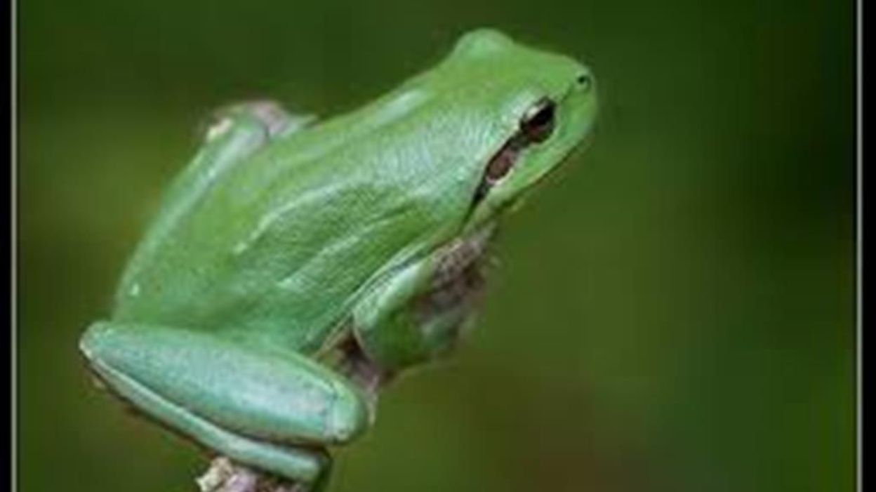 la grenouille et la météo, c'est quoi le rapport ? - RTBF Actus