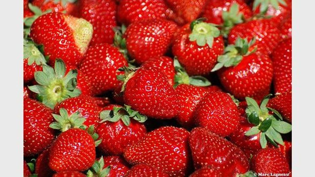 Le musée de la Fraise de Vottem rouvre ses portes - RTBF Actus