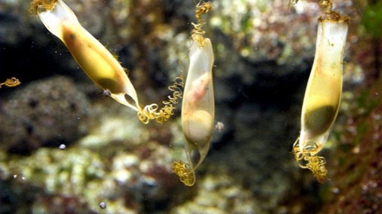 L'ouie des bébés requins - RTBF Actus