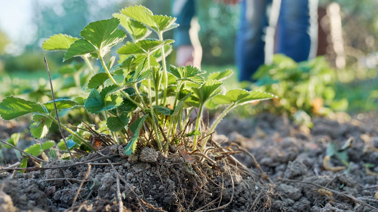 La culture des fraisiers : de la plantation à la récolte - RTBF Actus