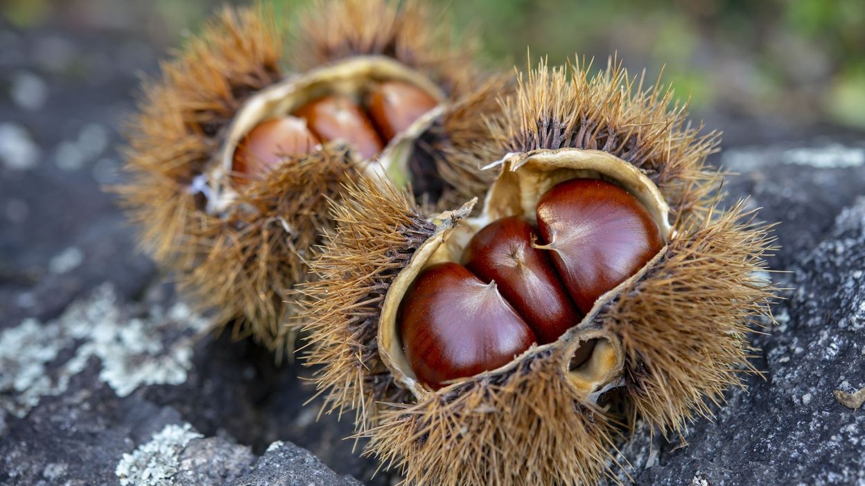 Les fruits de saison : la châtaigne et ses multiples bienfaits sur la ...