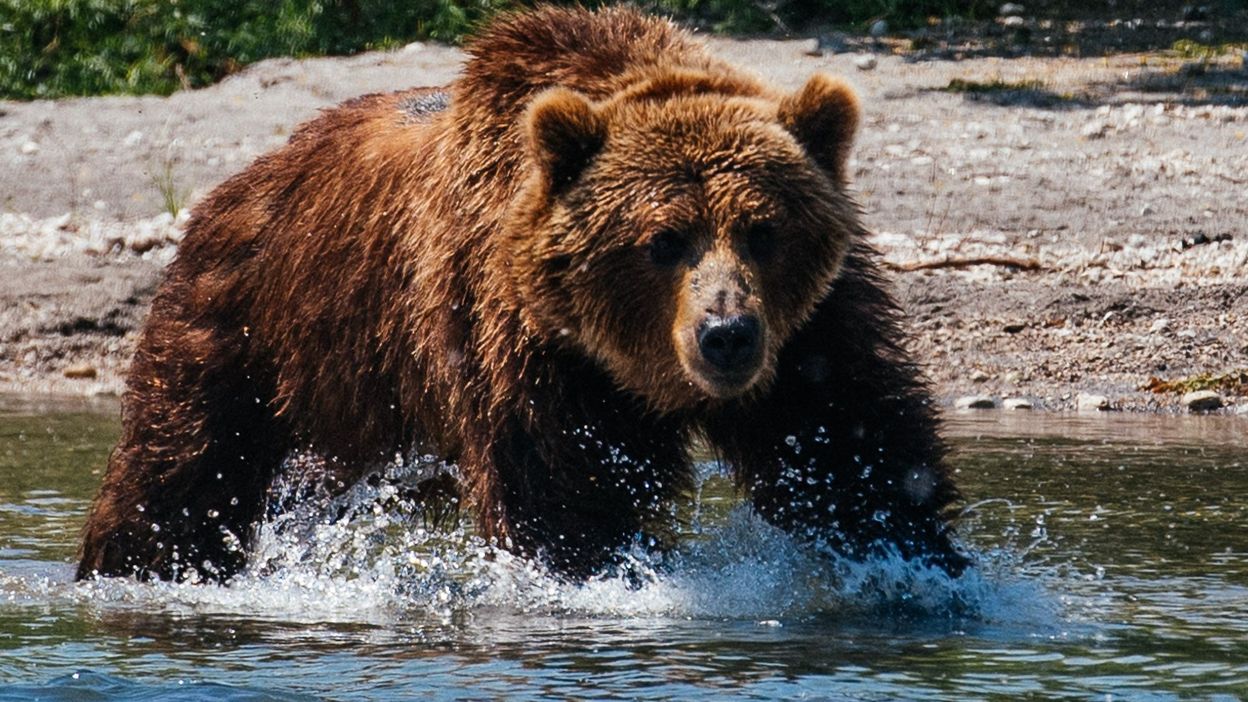 Russie : périple au Kamchatka, la terre de feu des ours bruns - RTBF Actus