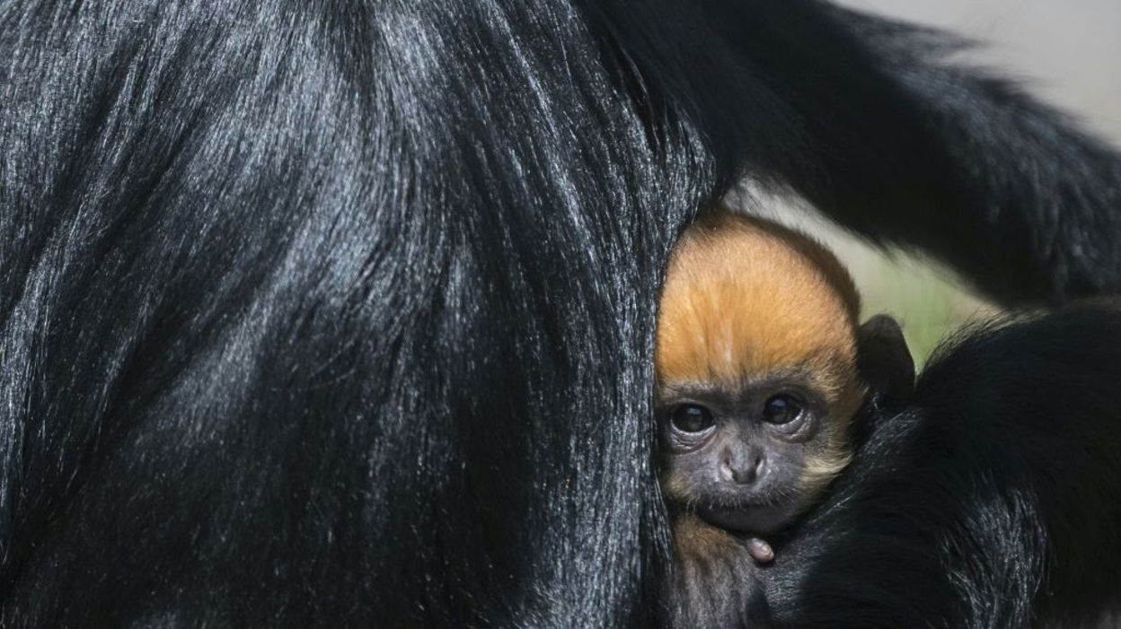 France : naissance exceptionnelle d'un petit singe Langur de François ...