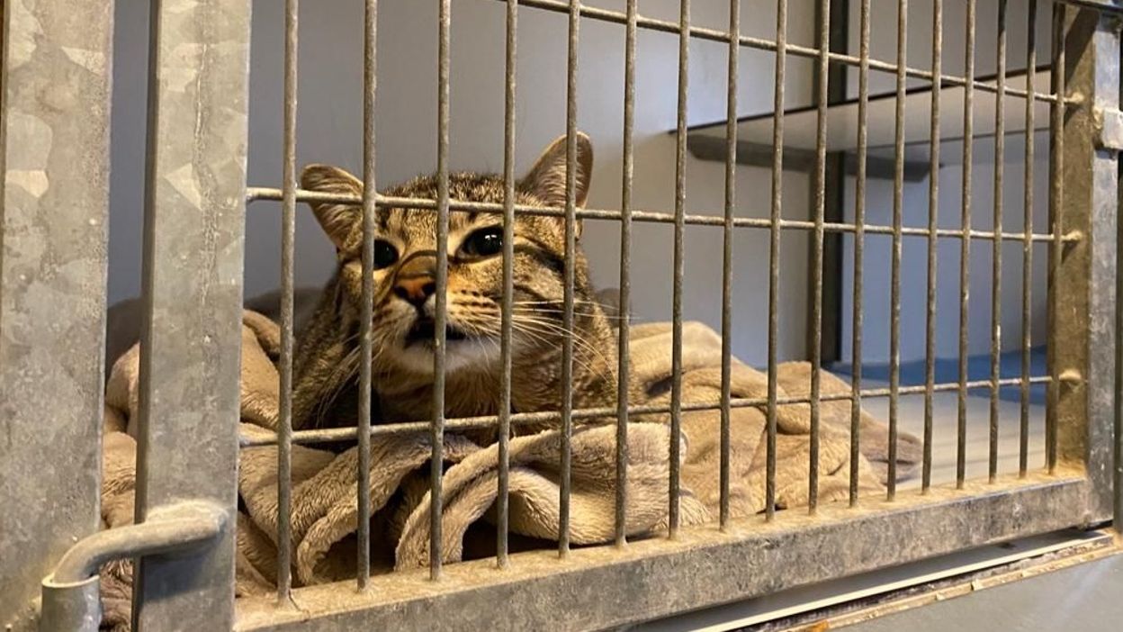Lancement de l'application Animal Research pour signaler les animaux ...