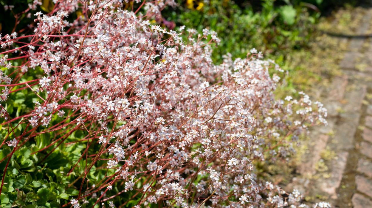 La culture des saxifrages au jardin : tout ce que vous devez savoir ...