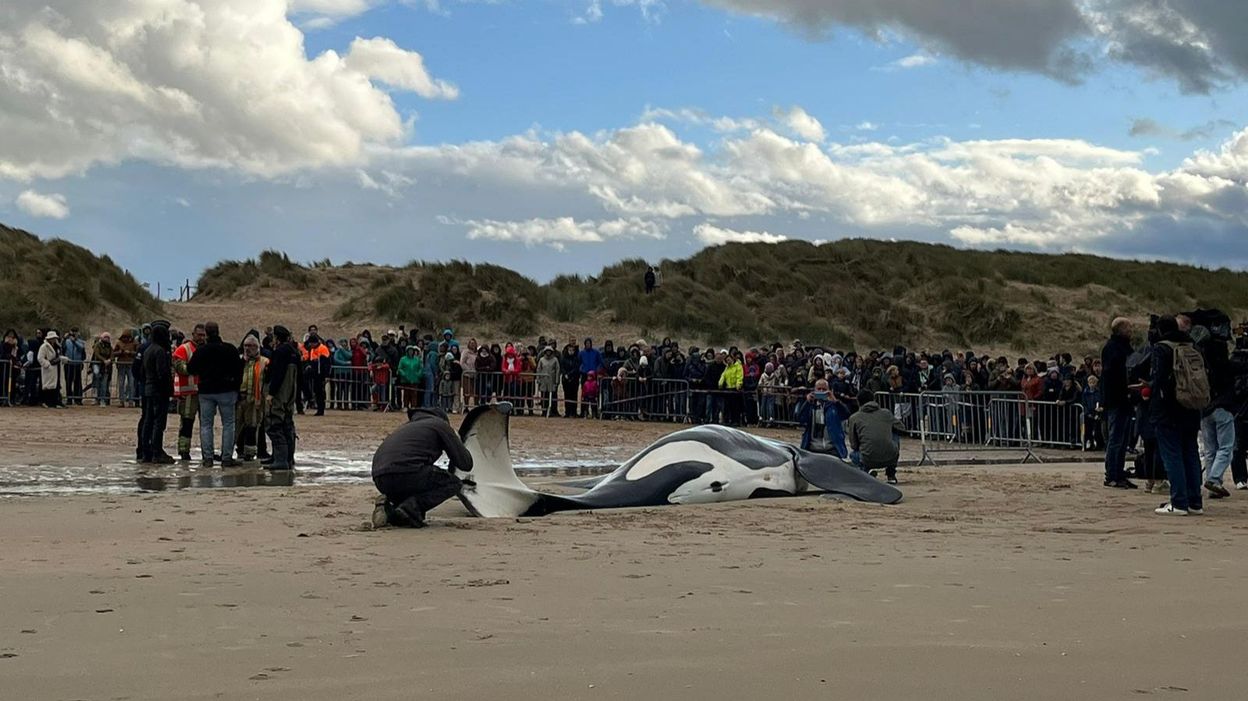 Une orque mâle s’échoue sur le rivage de la Panne - RTBF Actus