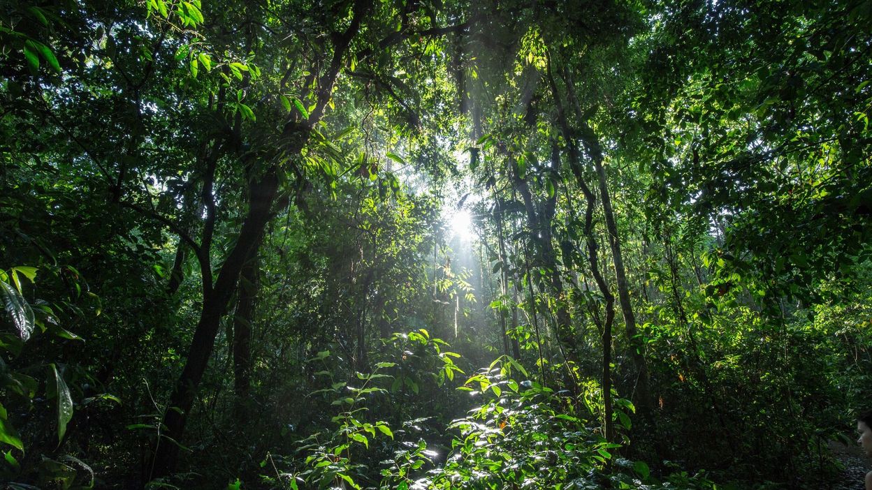 Forêt domaniale du Rialsesse : voyage dans l'une des plus majestueuses ...