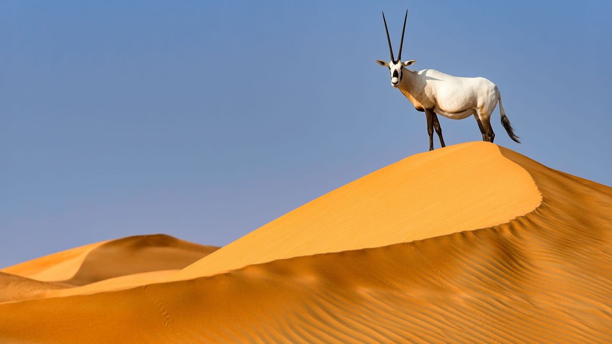 Découvrez les animaux du Qatar - RTBF Actus