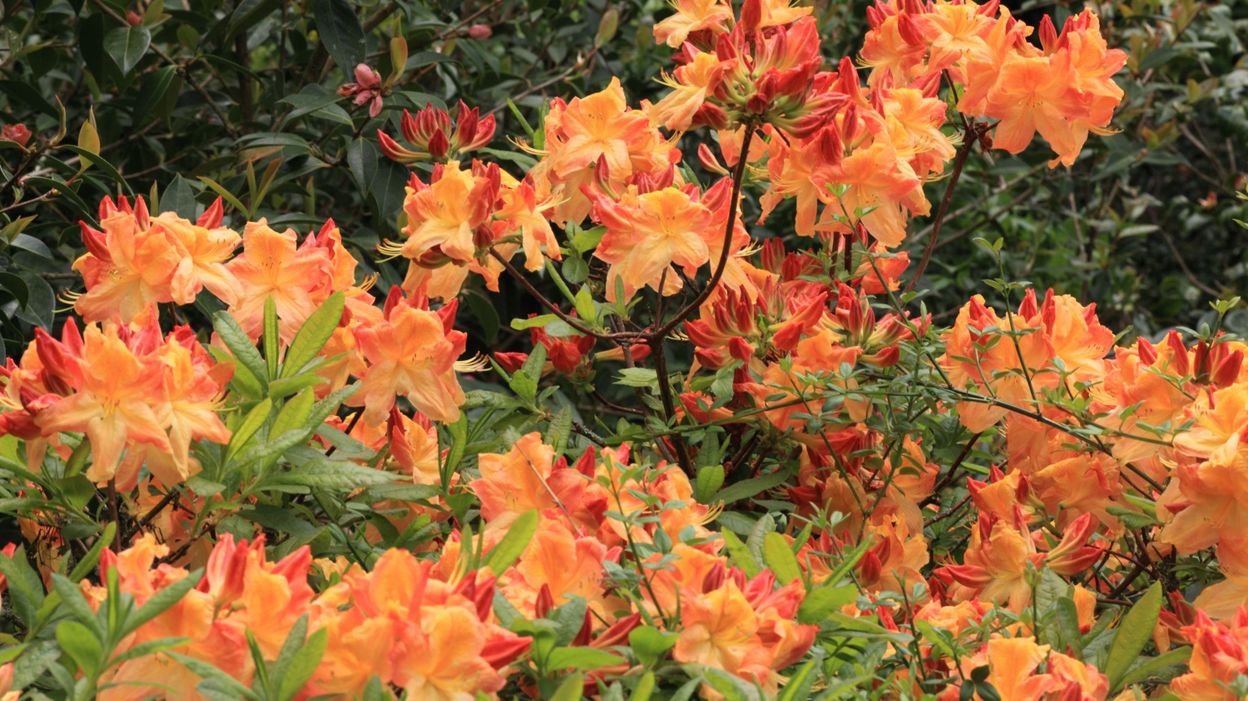 L’épatant Rhododendron 'Trewithen Orange', témoin des expéditions ...