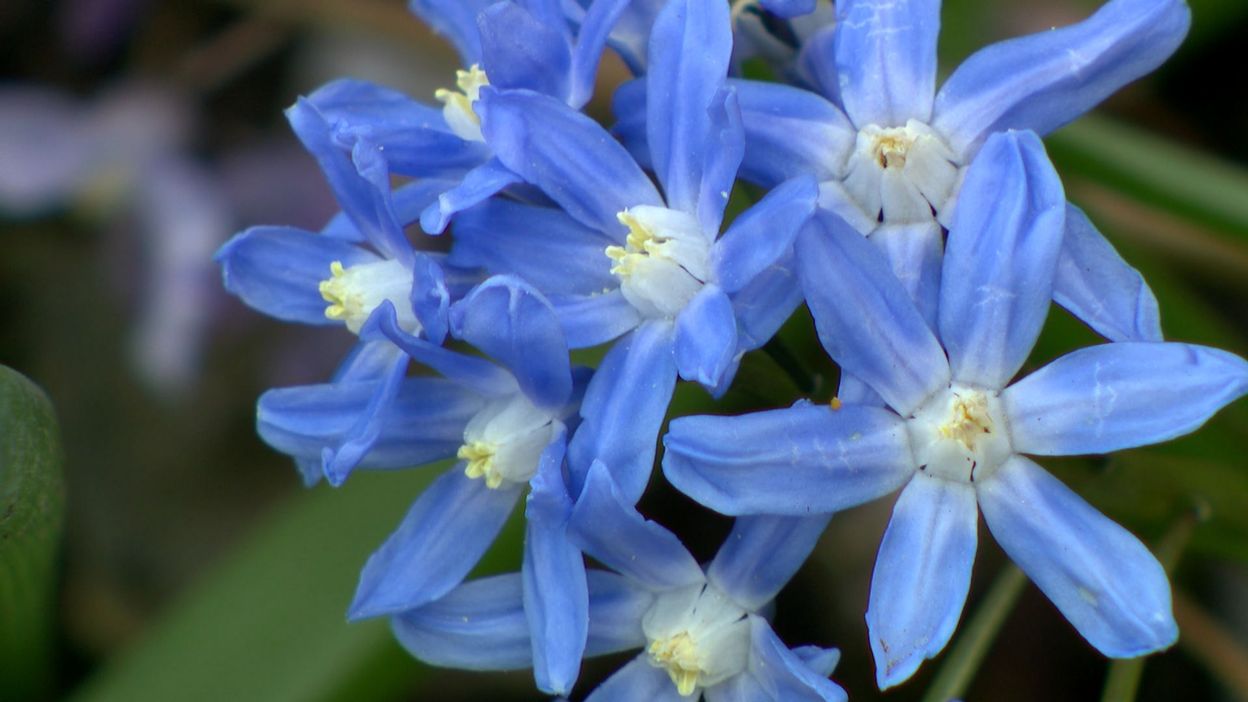 Un parterre coloré en janvier et février ! - rtbf.be