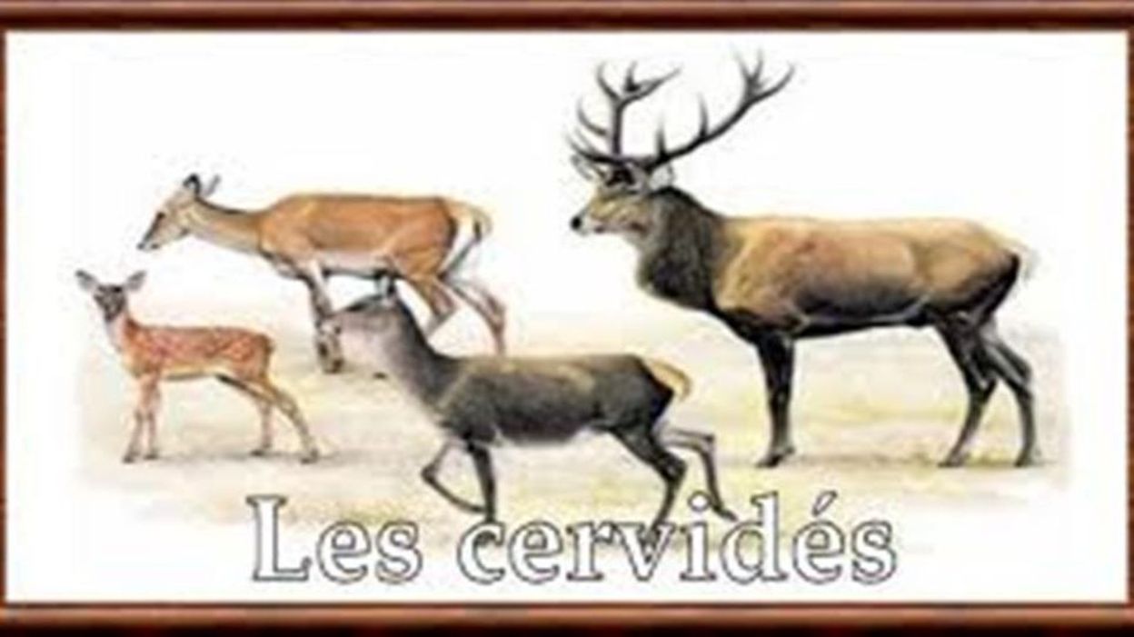 Biches, daims, chevrettes et .... facebook - RTBF Actus