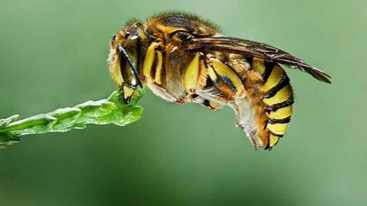 Planète : le retour des guêpes tueuses - RTBF Actus
