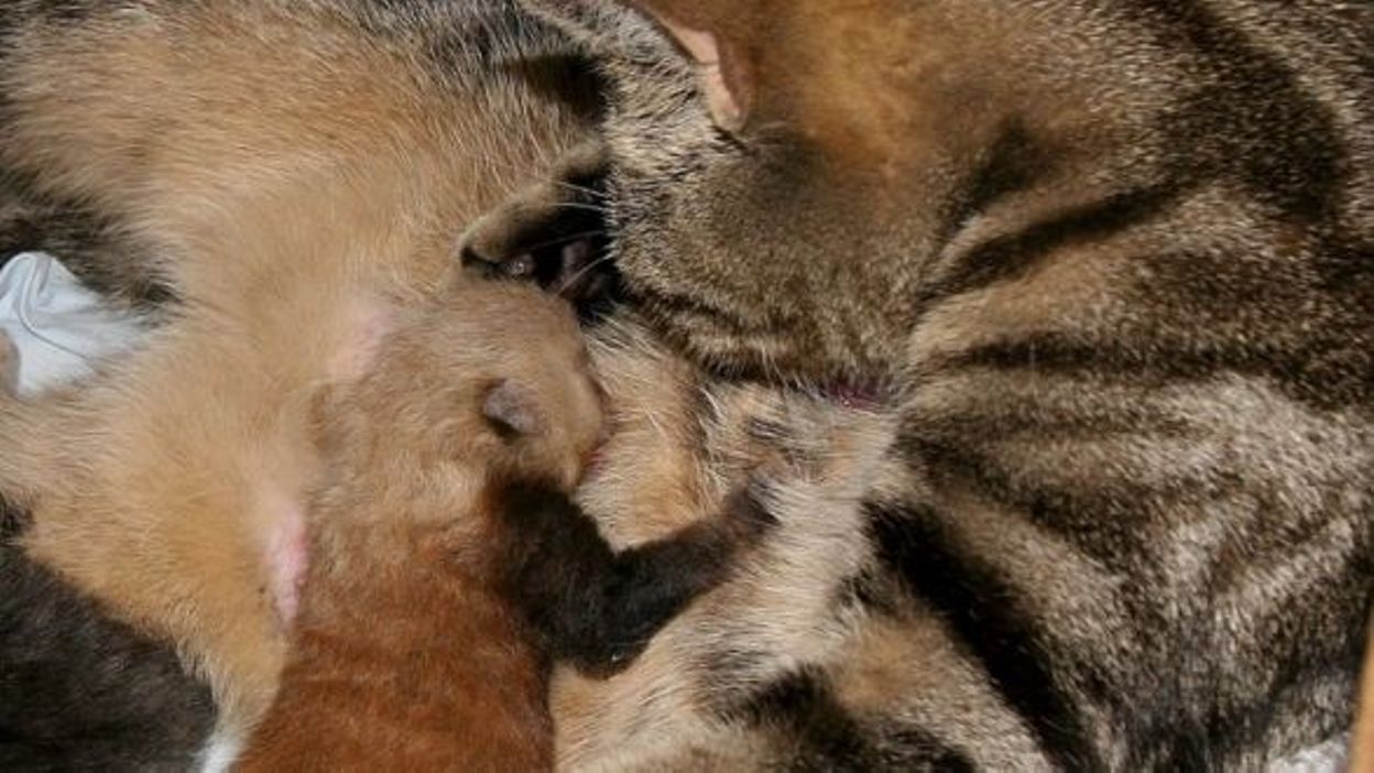 Une chatte adopte un bébé panda - RTBF Actus