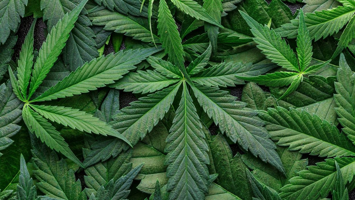 La consommation de marijuana en hausse chez les jeunes Américains ...