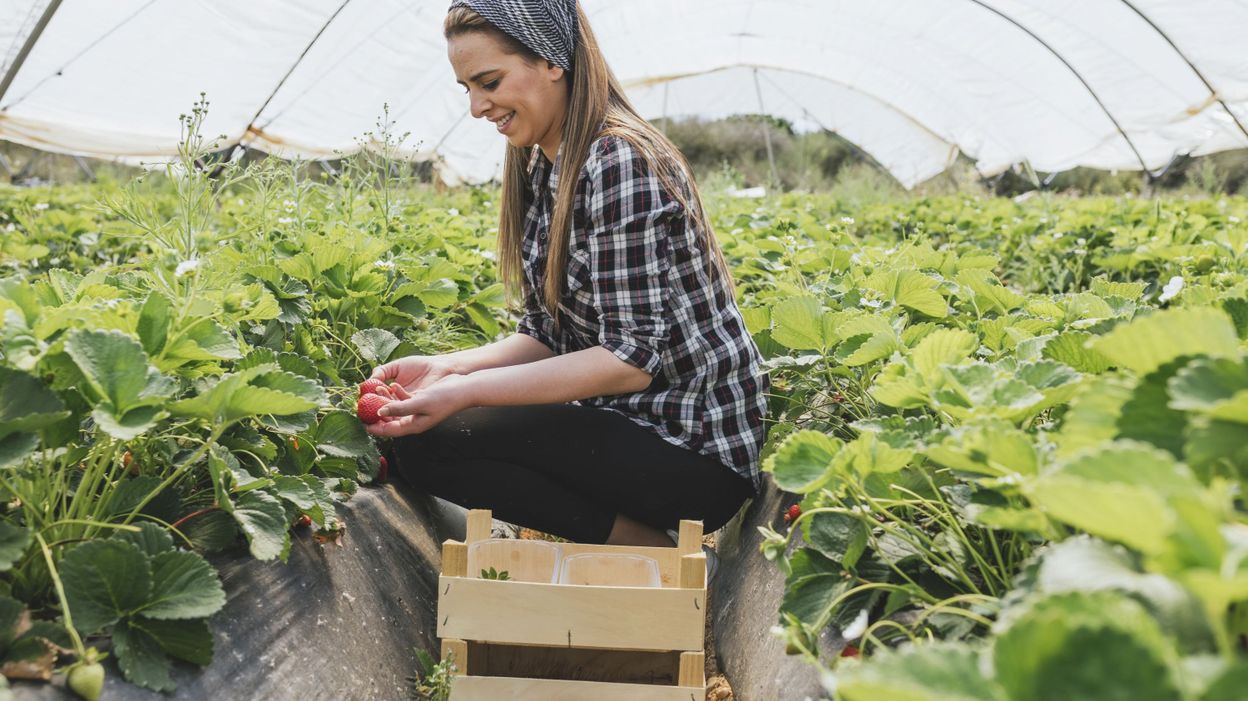 Jessica Riga découvre les secrets de la 'vraie' fraise de Wépion - RTBF ...