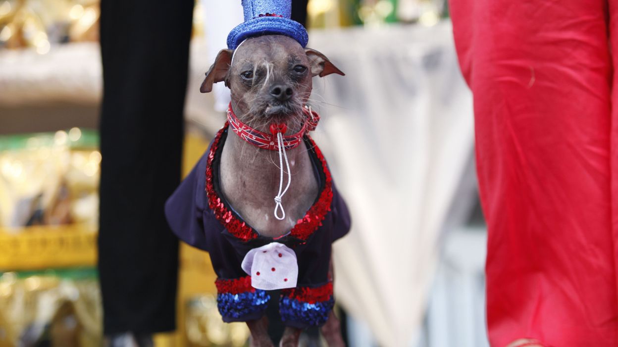 L'animal le plus laid du monde est le blobfish, un poisson gélatineux ...