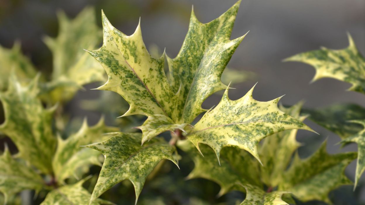 6 arbustes à feuillage persistant indispensables au jardin - RTBF Actus