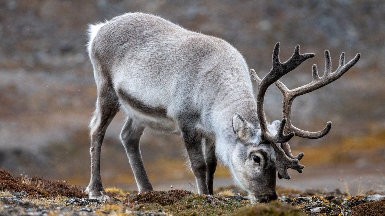 Dans l’Arctique, ces animaux herbivores ralentissent le déclin de la ...