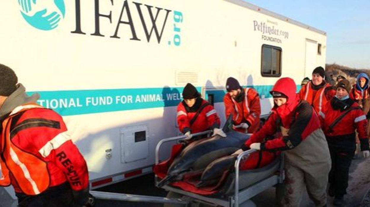 L'IFAW qu'est-ce que c'est ? - RTBF Actus