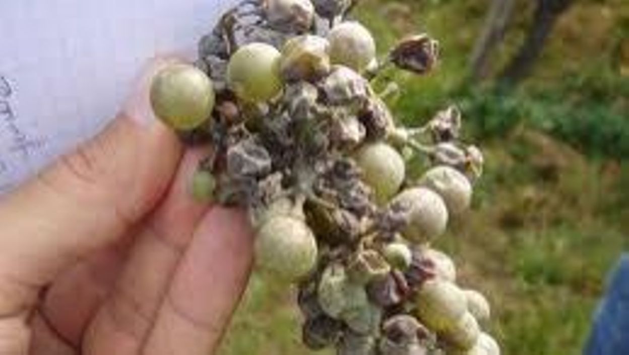 Une poussière blanchâtre sur vos raisins ? L'oïdium n'est pas loin ...