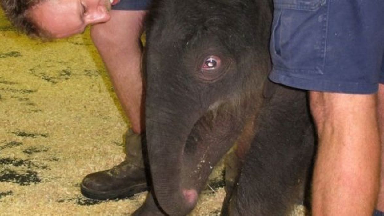Naissance d'un éléphant conçu par insémination artificielle - RTBF Actus