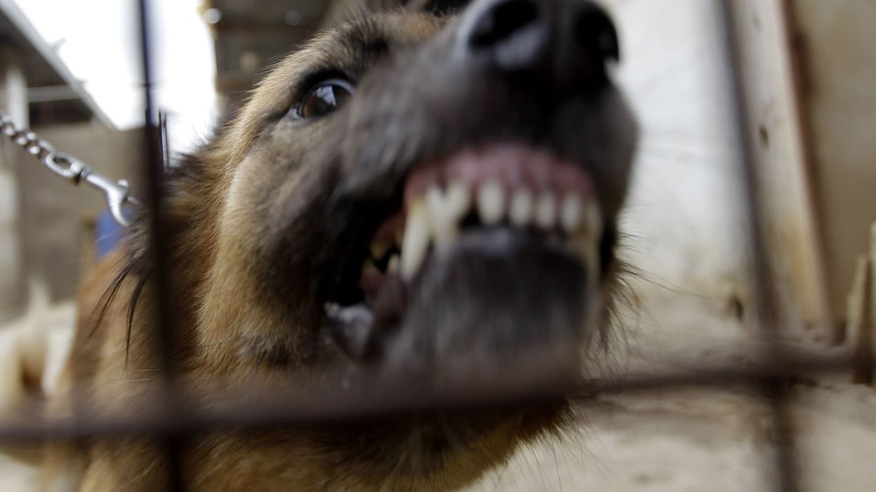 Chiens: vaccin contre la rage plus obligatoire dès le 1er mars, sauf en ...