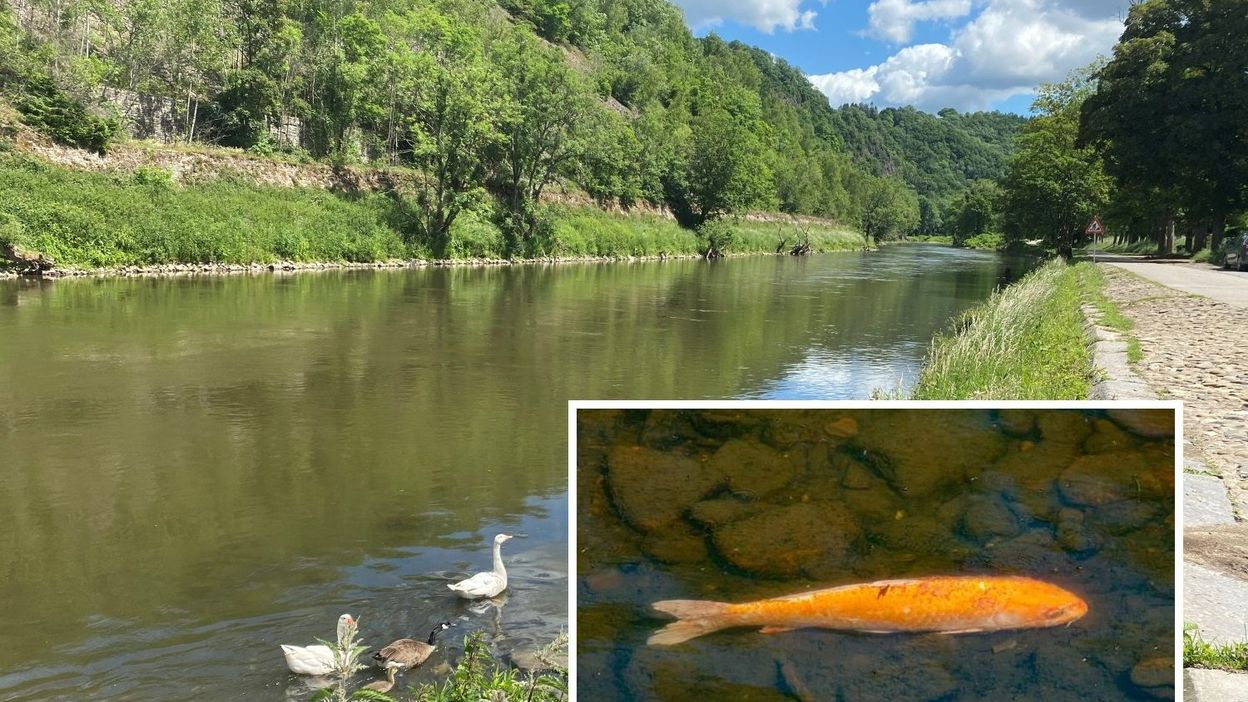 Poulseur : depuis les inondations, un poisson rouge dans l’Ourthe ...