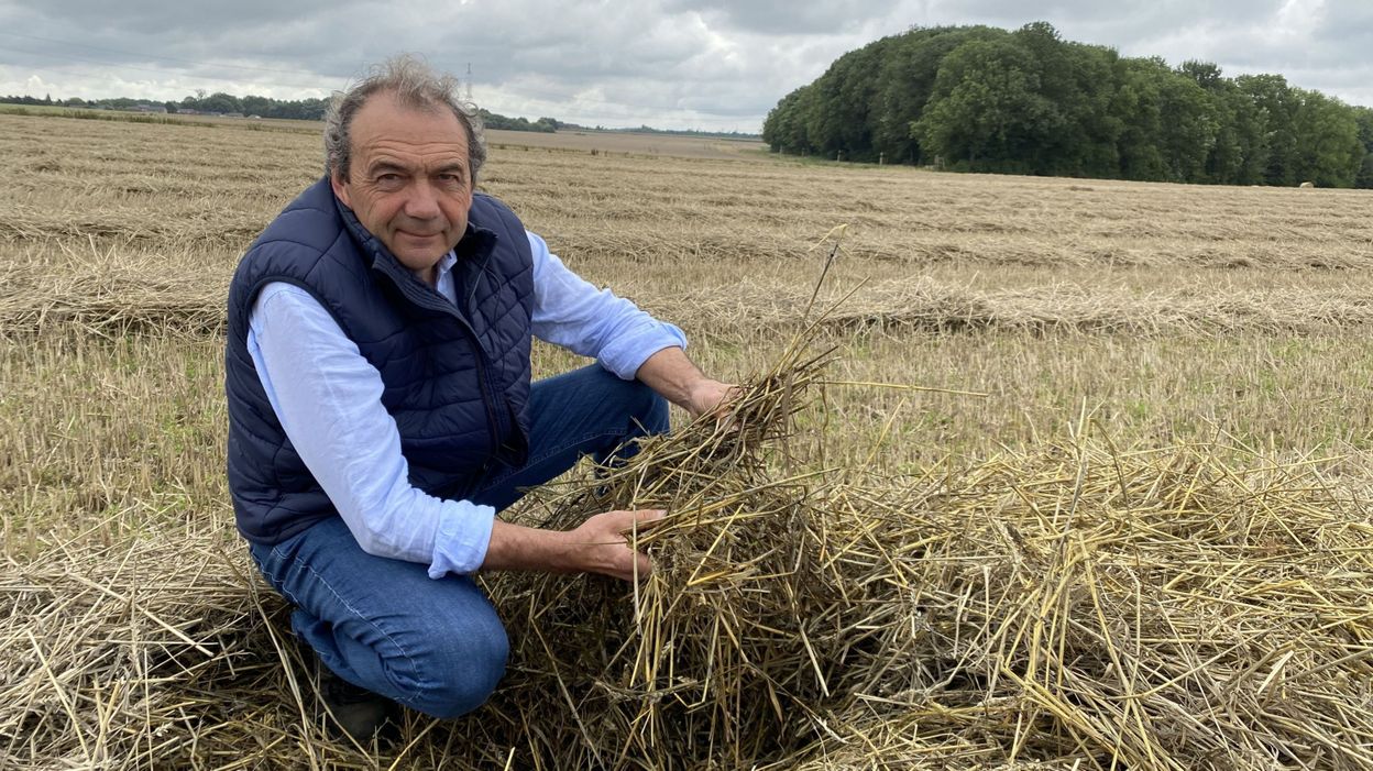 Les champs de froment attendent impatiemment le retour du soleil - RTBF ...