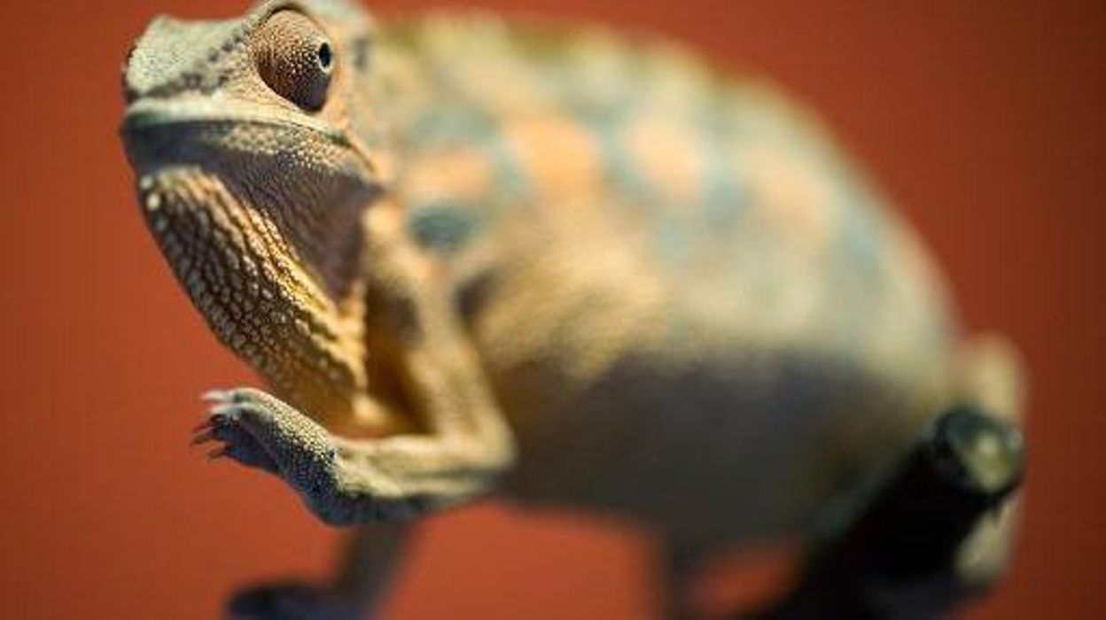 Le caméléon change de couleur en réorganisant ses nano-cristaux - RTBF ...