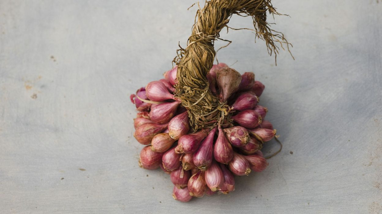 La culture des échalotes : conseils de plantation, de récolte et de ...