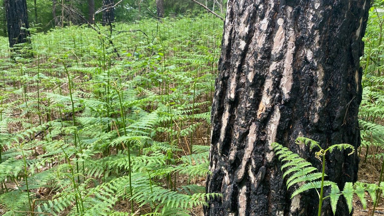 Feu de forêt dans un bois de Stoumont (Liège) : une cinquantaine de ...