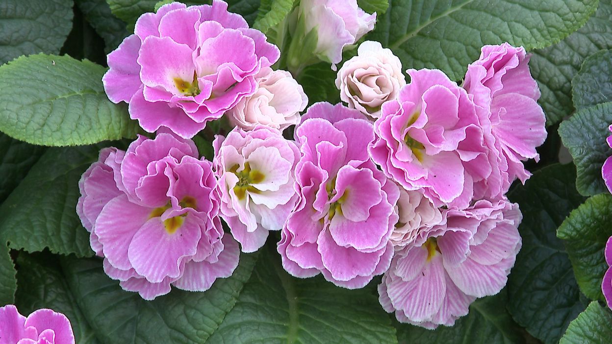 Les primevères s’installent dans les potées et au jardin dès le mois de ...