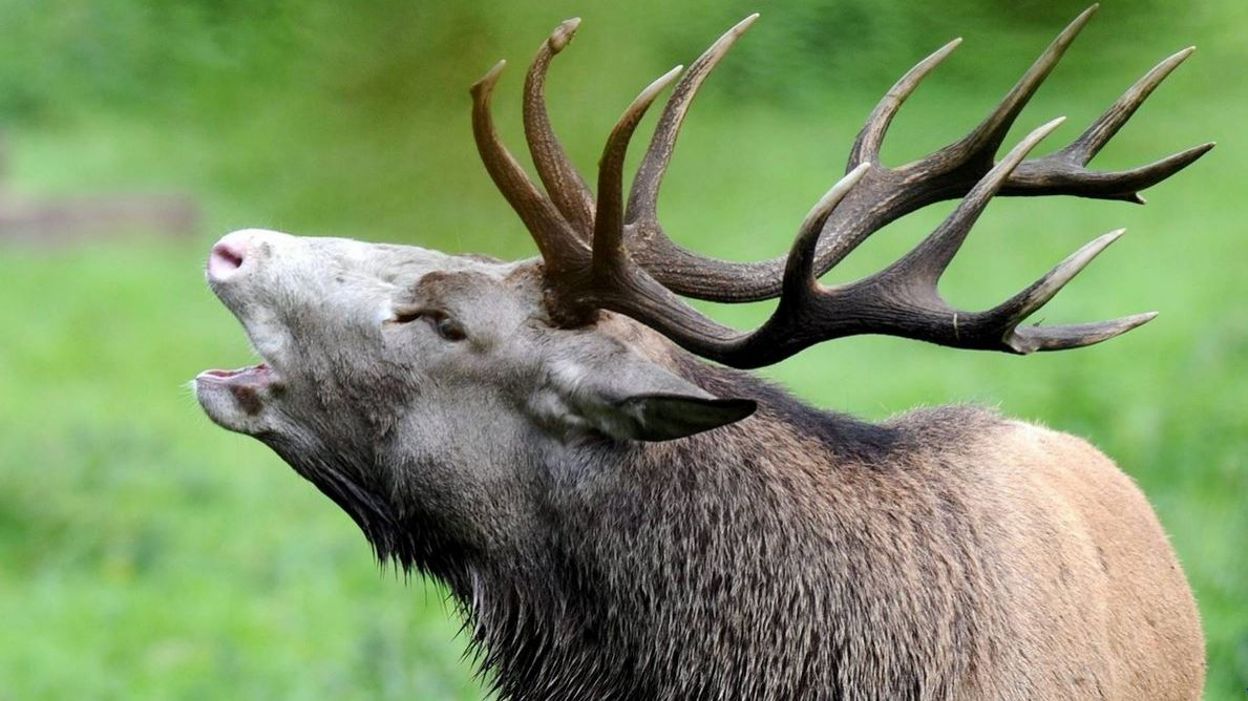 Brame du cerf : les meilleurs endroits et balades accompagnées en ...