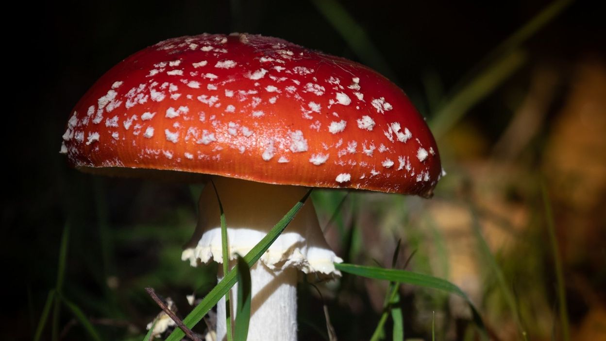 Des épidémies au LSD : l’histoire hallucinante de l’ergot de seigle au ...