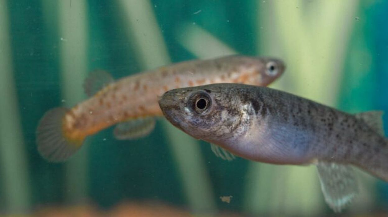 Le rivulus, petit poisson extraordinaire ! - RTBF Actus