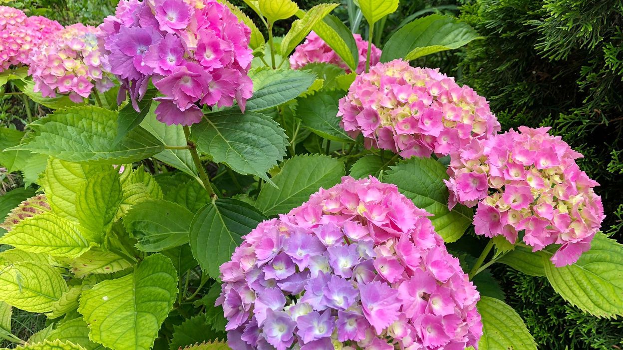 Un Hydrangea serrata à la floraison bicolore pour tous les jardins ...