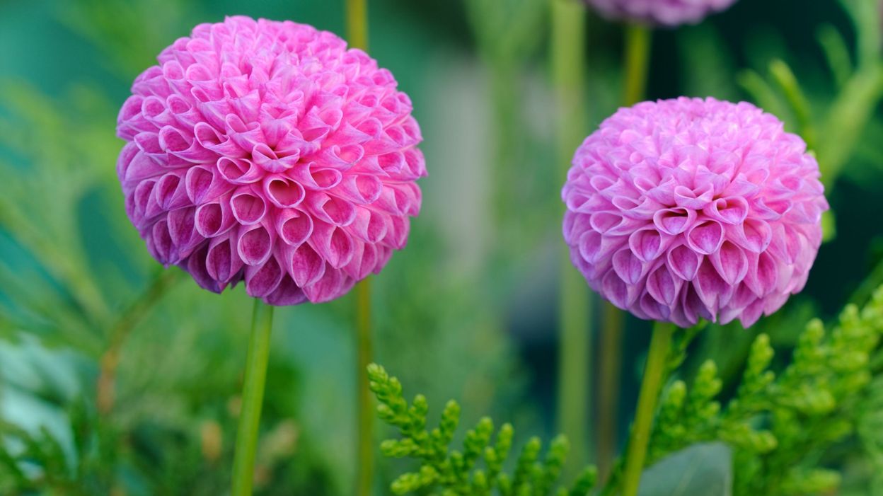 Les conseils pour la culture des Dahlia au jardin - RTBF Actus