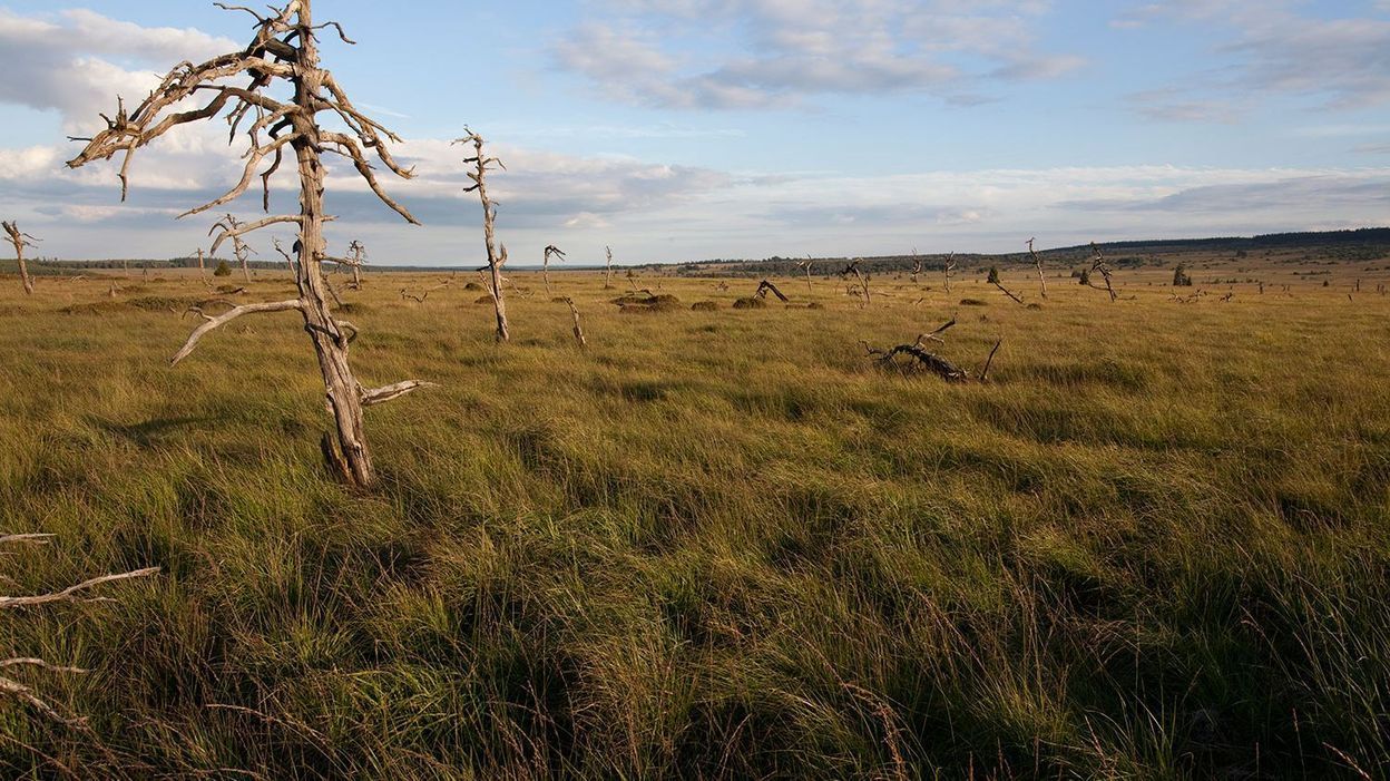Dans les Hautes Fagnes, à la découverte du Parc naturel Fagnes-Eifel ...