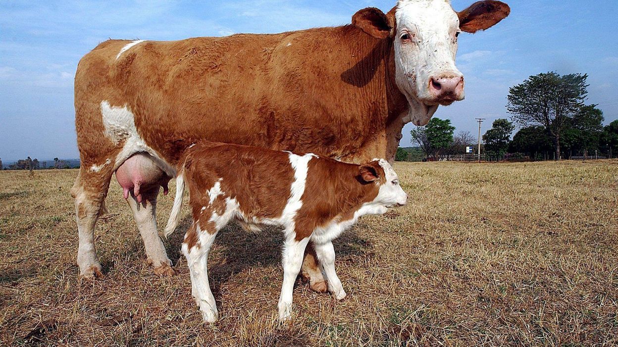 Le Brésil se lance dans le clonage d'animaux sauvages menacés d ...