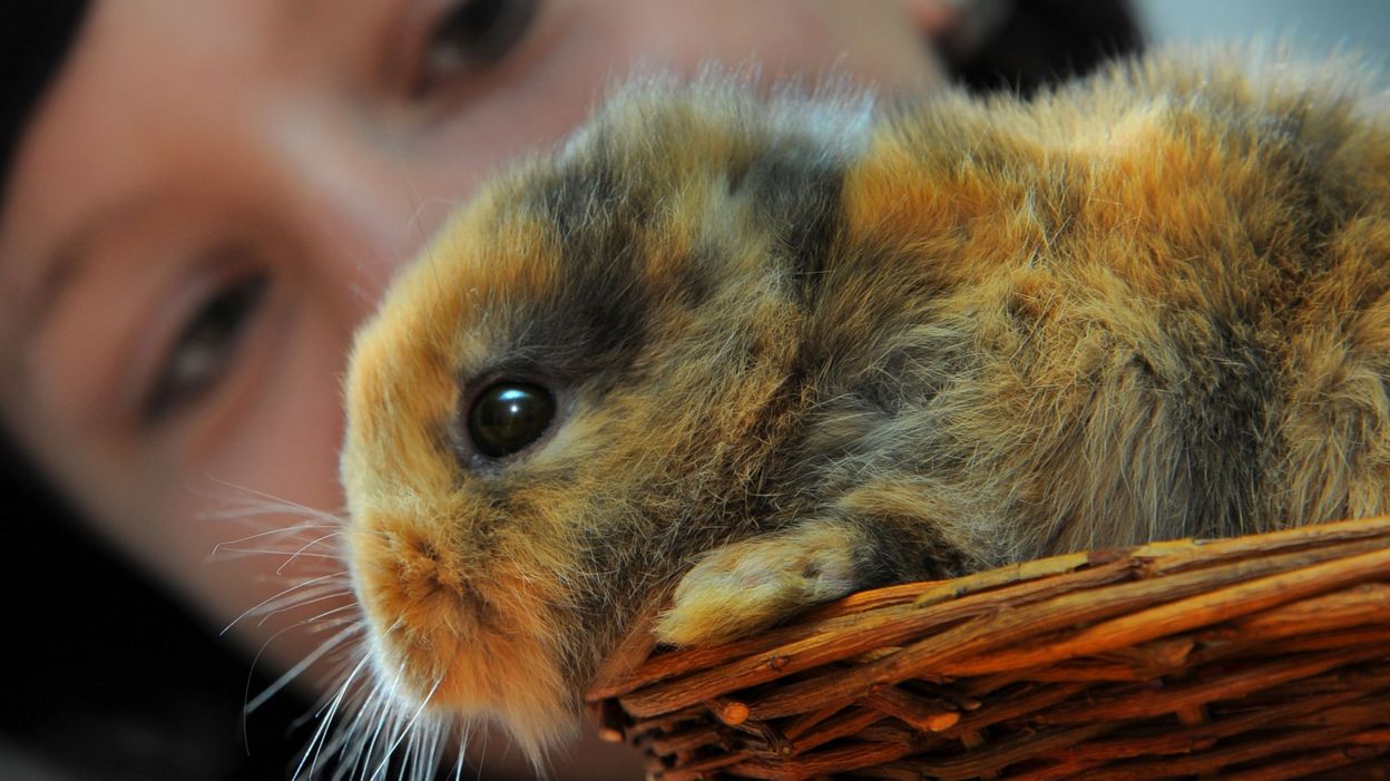 Un bébé lapin sans oreille, star en Allemagne, écrasé par un cameraman ...