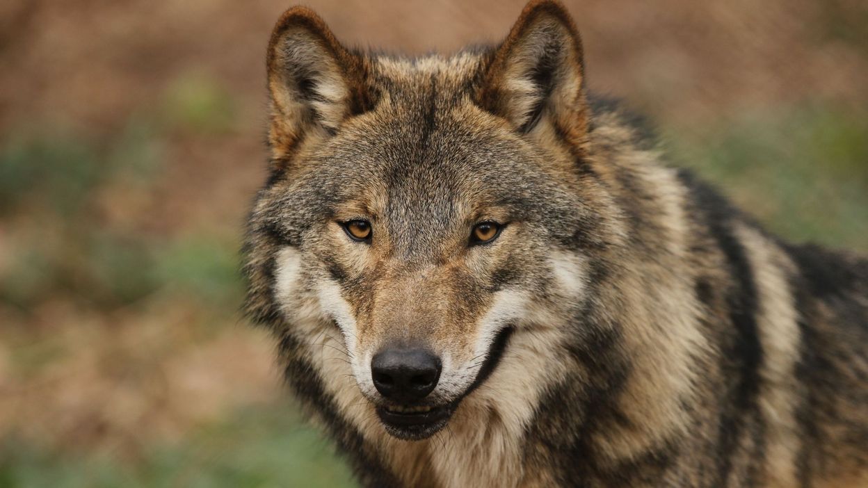 Pourquoi le loup est un animal essentiel dans la protection de la ...