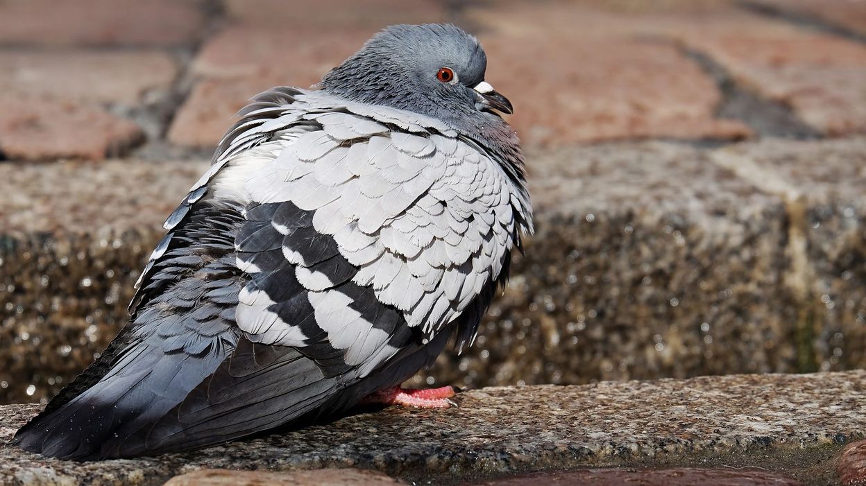 D'où vient le pigeon qui envahit nos villes? - RTBF Actus