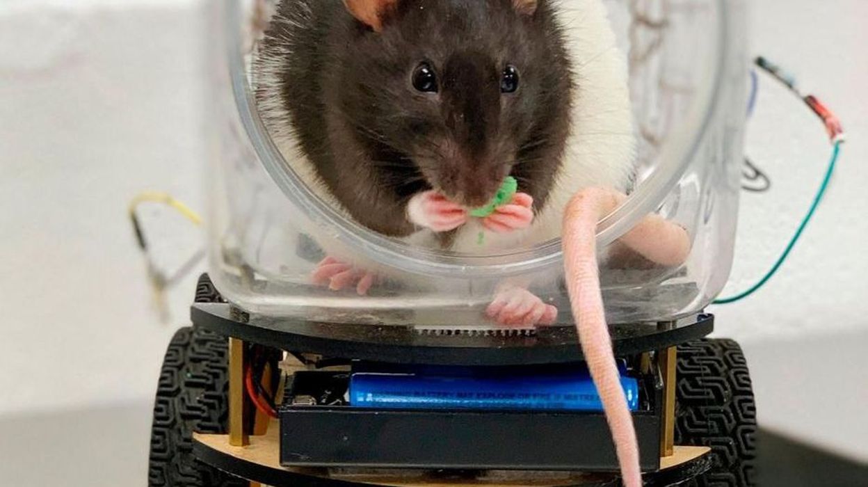 Des rats de laboratoire se mettent à la conduite - RTBF Actus