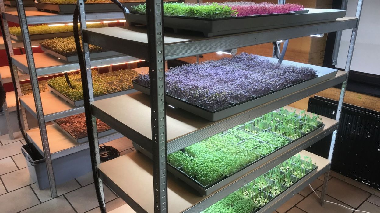 Une culture de micro-pousses s'est implantée à Poulseur - rtbf.be